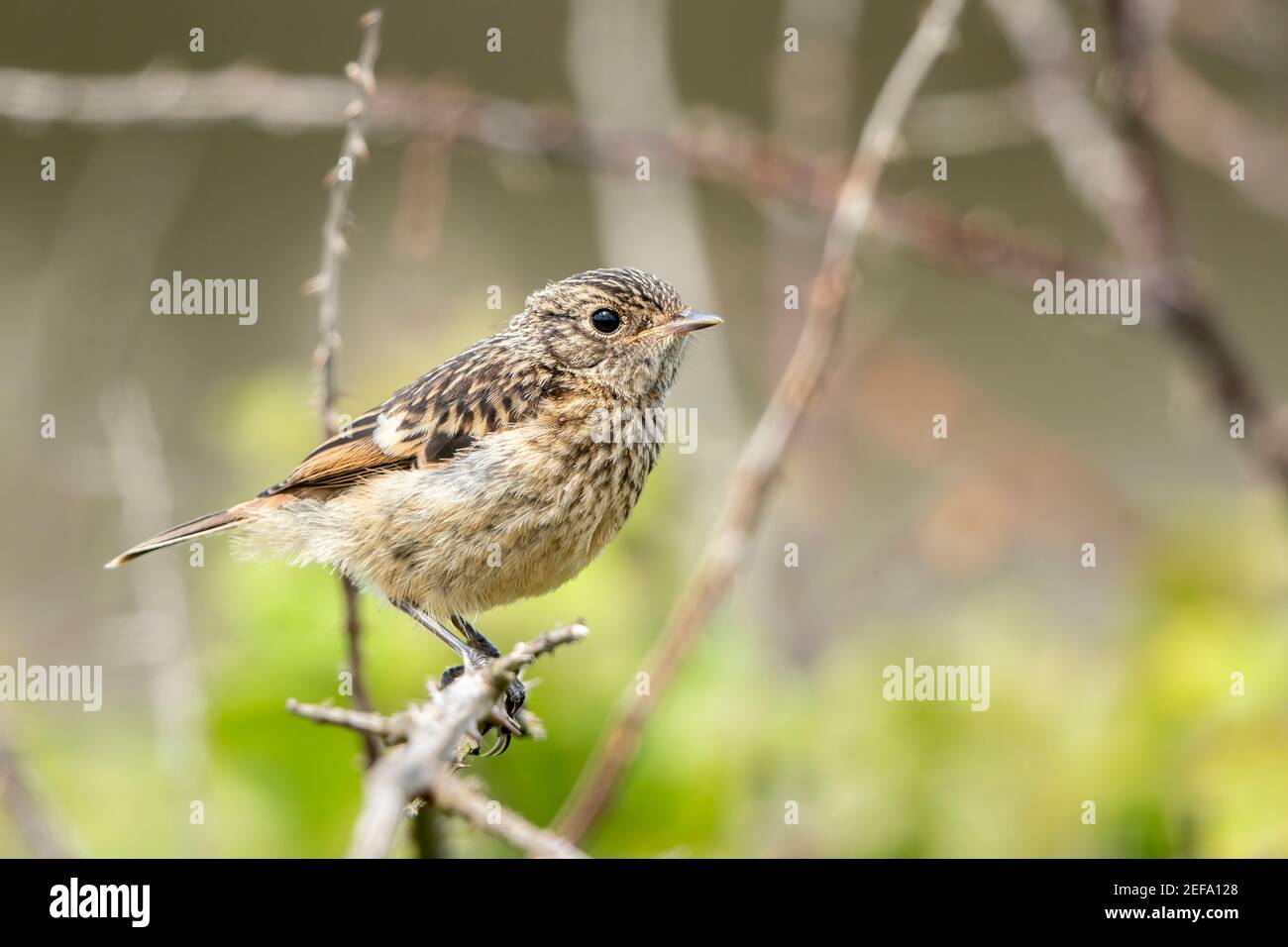 Juvenile Stonechat High Resolution Stock Photography and Images - Alamy