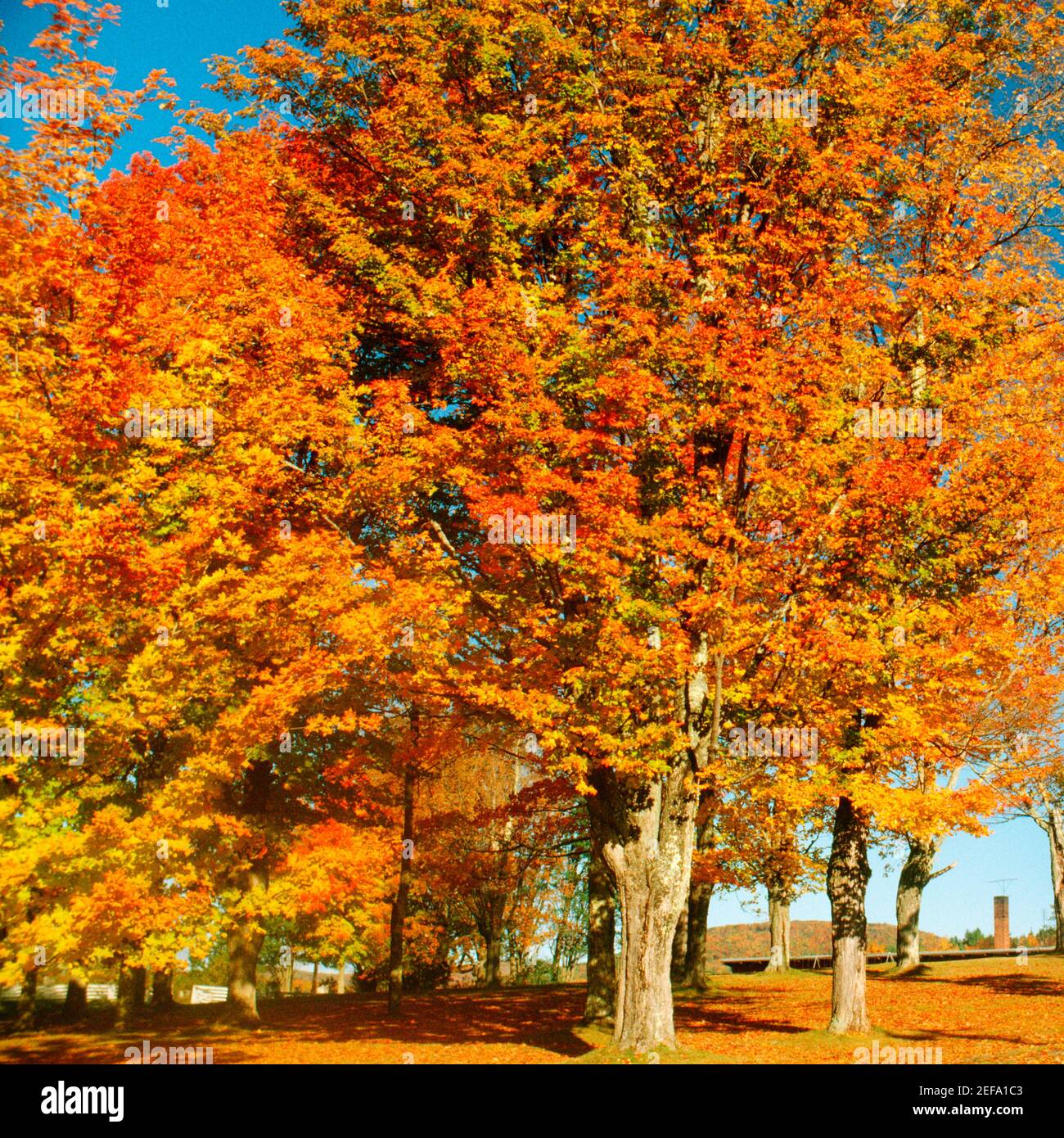 Trees in a park, Lunenburg, Vermont, USA Stock Photo - Alamy