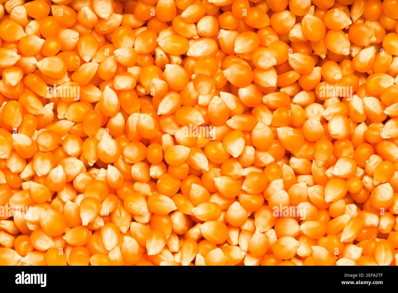 Close up vibrant dried corn cobs tied with braided rope Stock Photo - Alamy