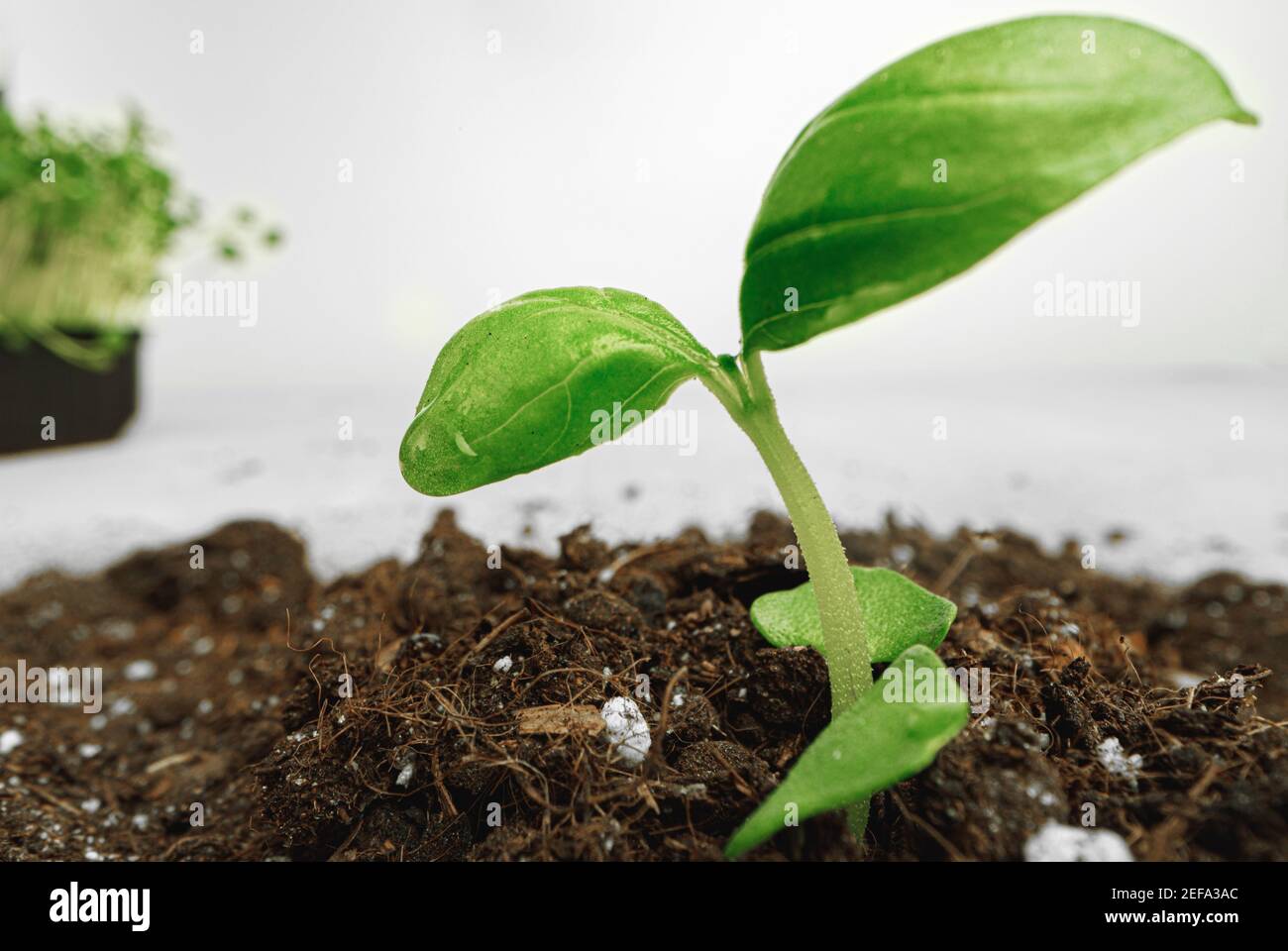 Small sprout of a growing plant in soil close up Stock Photo - Alamy