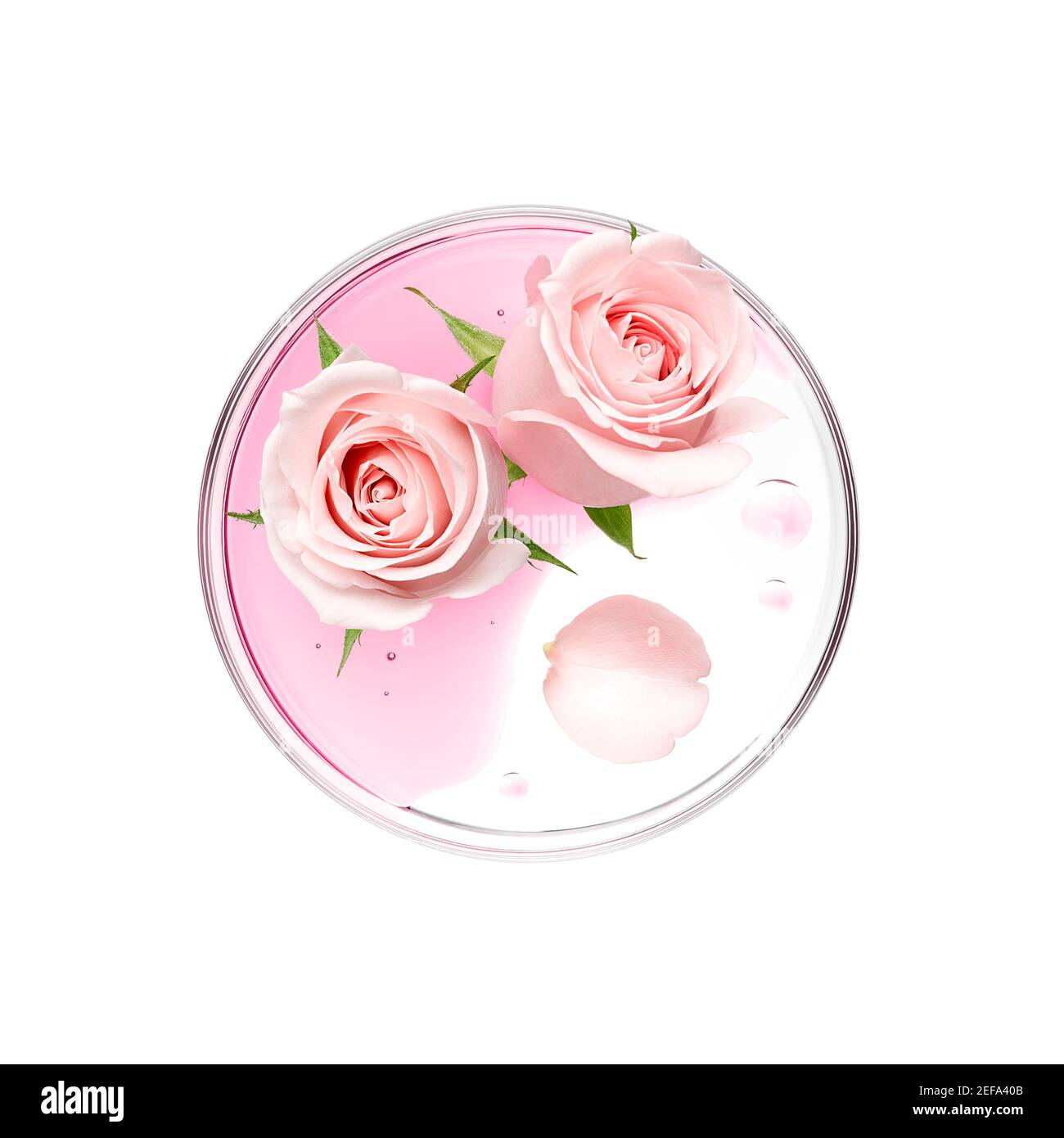 Pink rose with essence on petri dish over white background Stock Photo ...