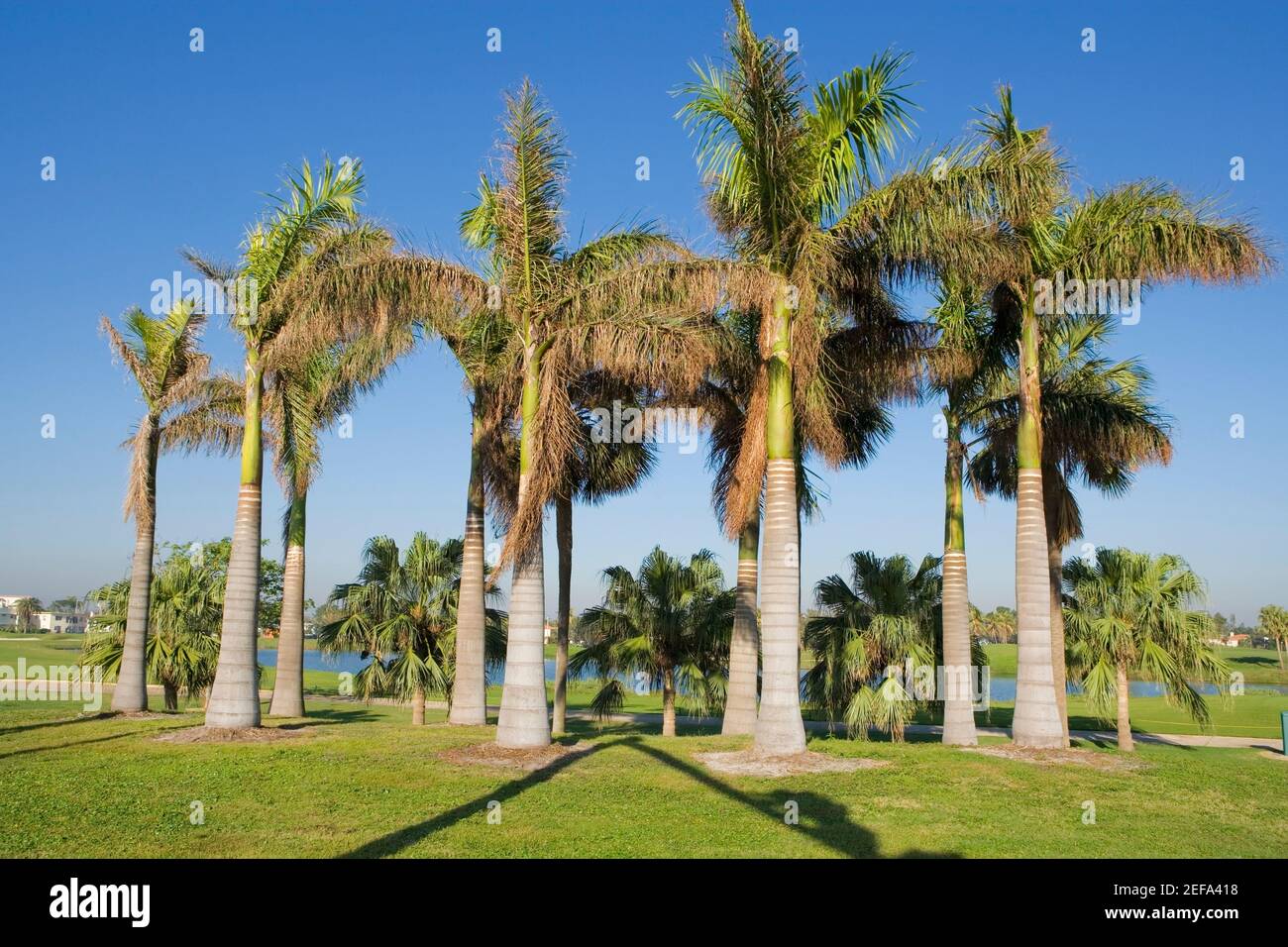 Palm trees on a field, Miami, Florida, USA Stock Photo - Alamy