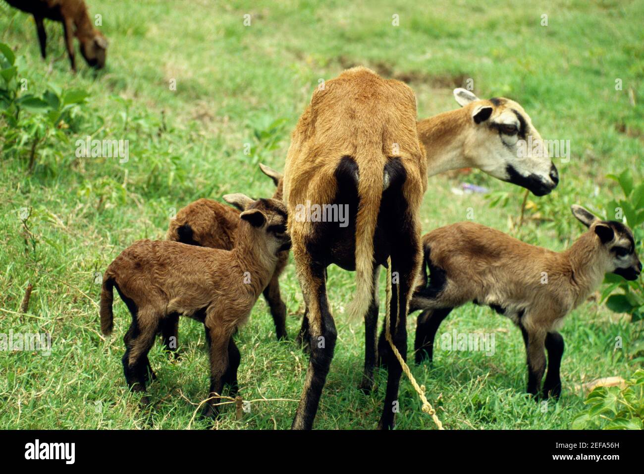 A female Black Belly sheep feeding her younger ones, Barbados Stock ...
