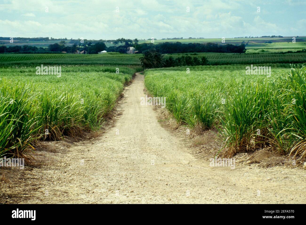 Sugar cane field caribbean hi-res stock photography and images - Alamy