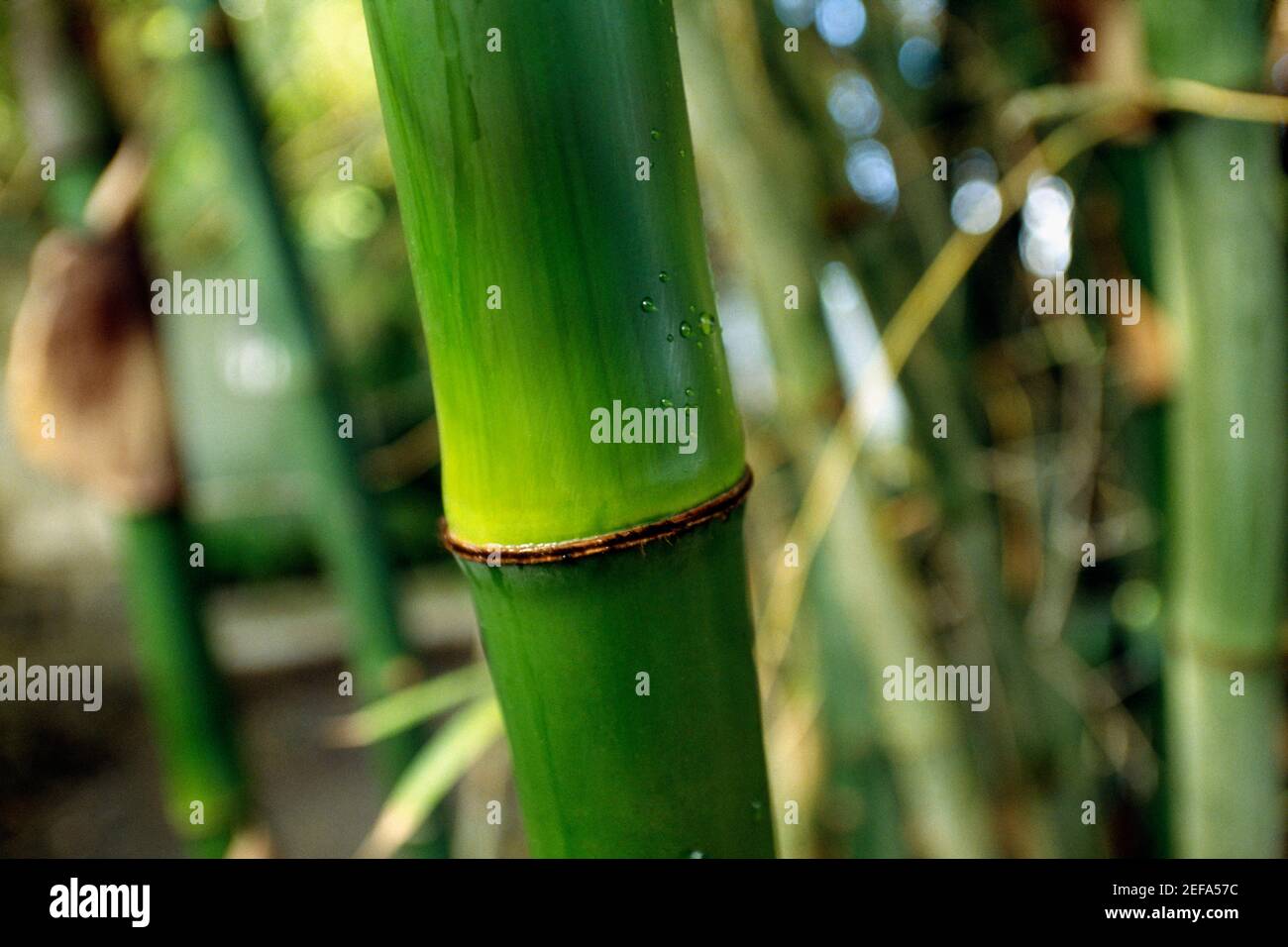 Close up of a bamboo stem, Barbados, Caribbean Stock Photo - Alamy