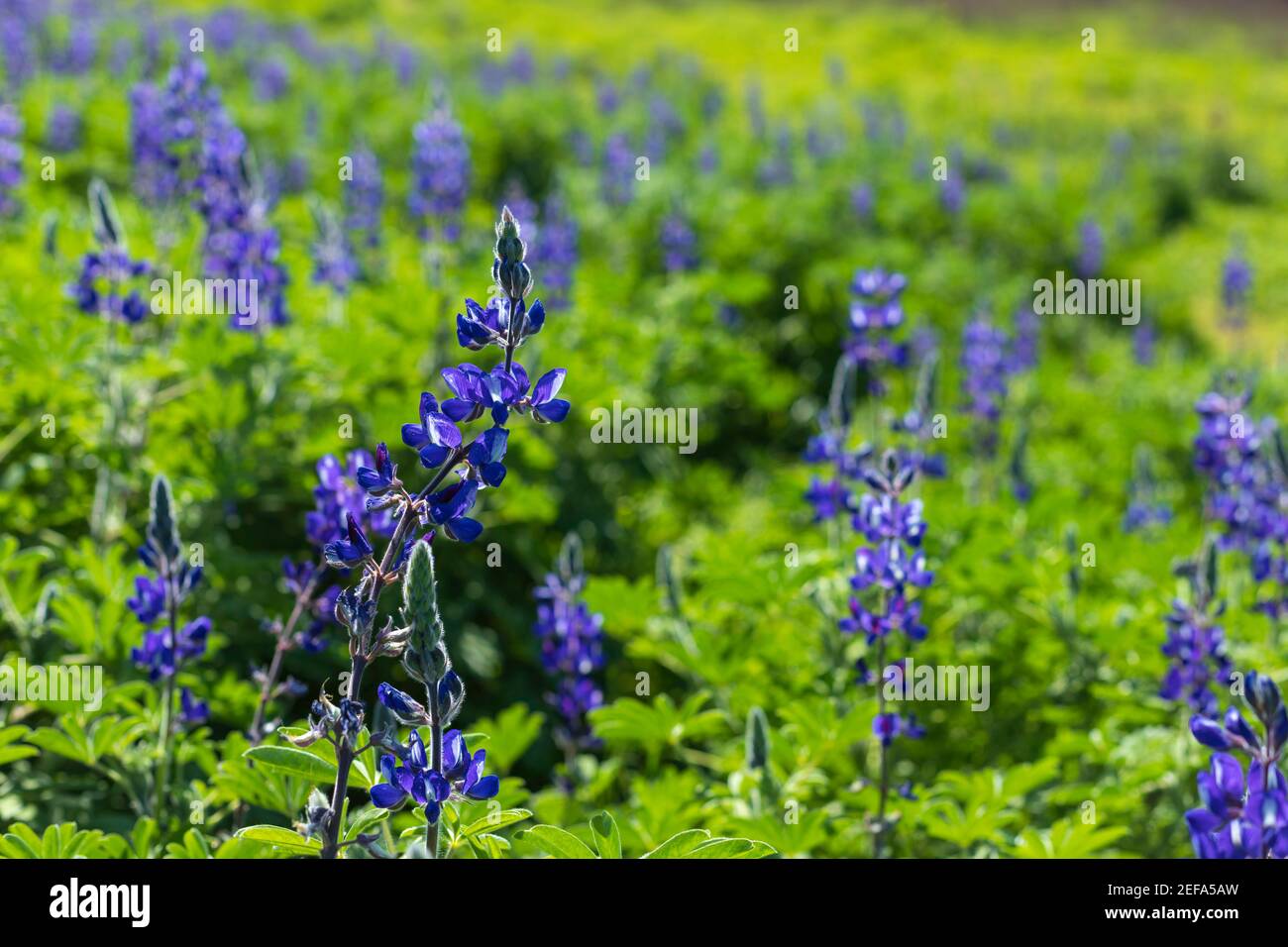A field of blooming wild violet lupins flowers. Israel Stock Photo - Alamy