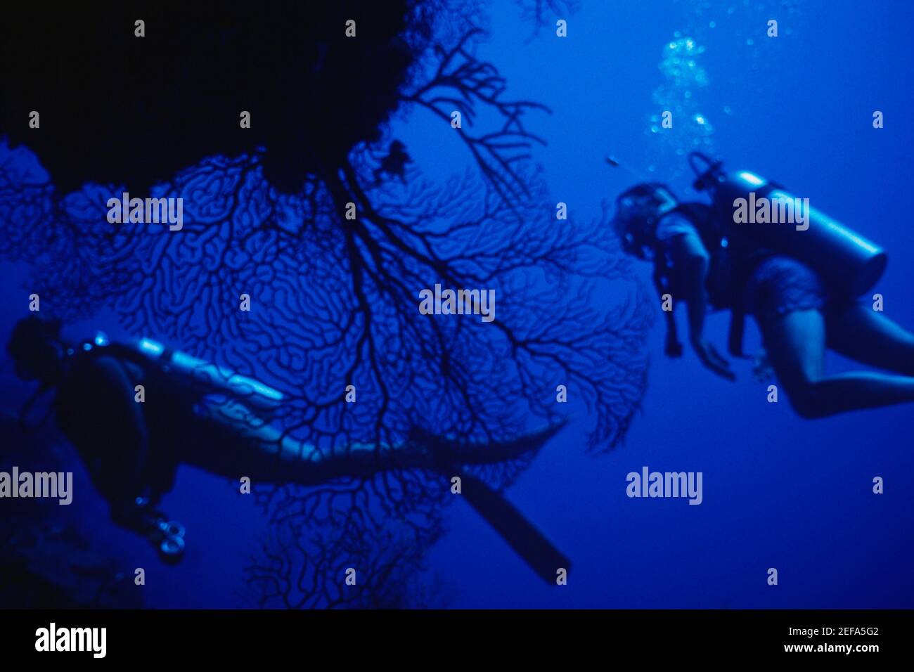 Underwater view of two scuba divers Stock Photo - Alamy