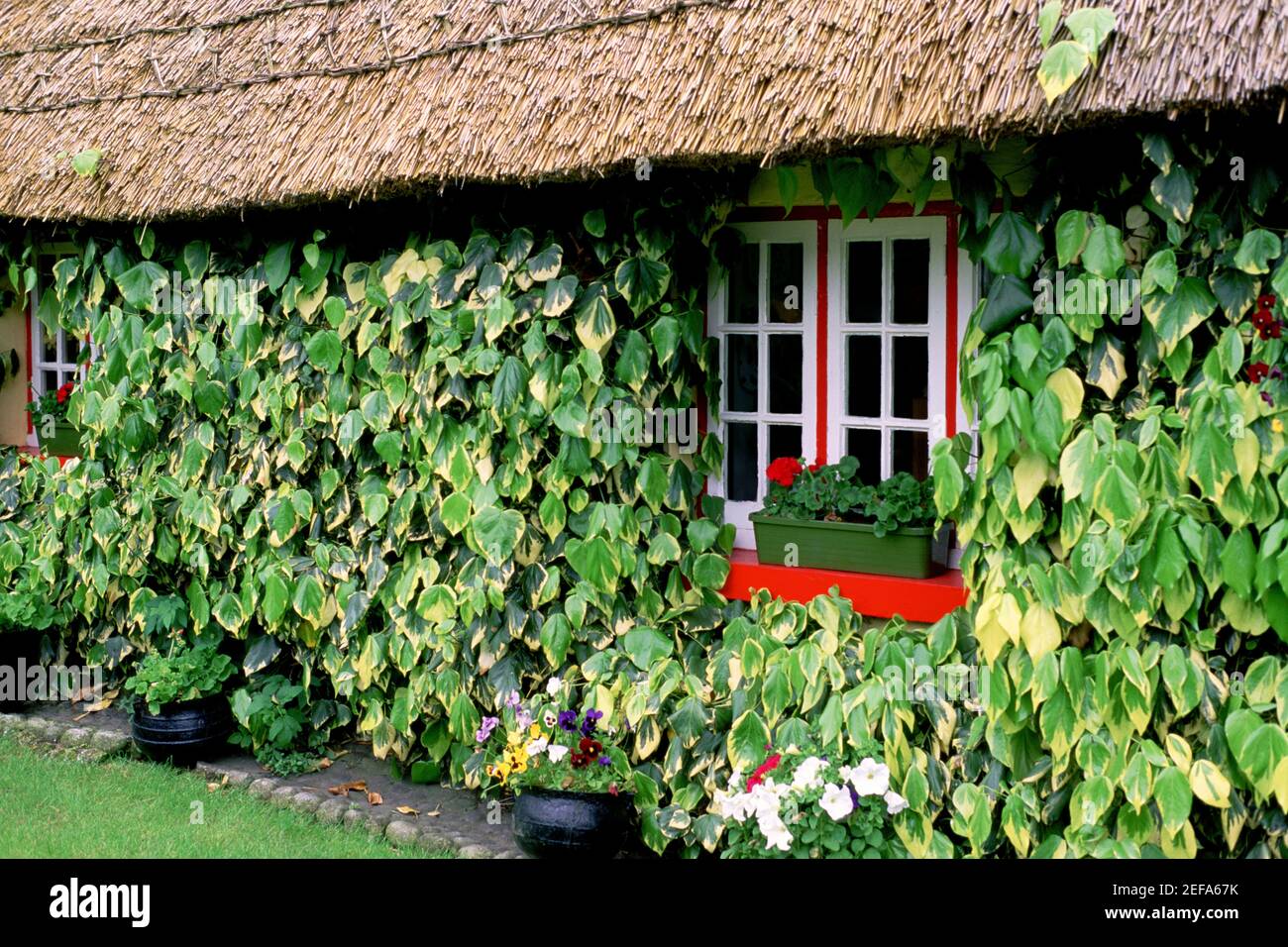 Ivy covering a window hi-res stock photography and images - Alamy