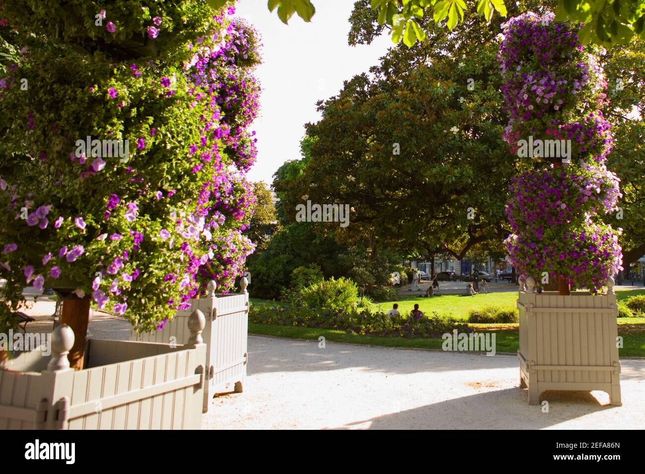 Trees in a garden, Bordeaux, Aquitaine, France Stock Photo - Alamy