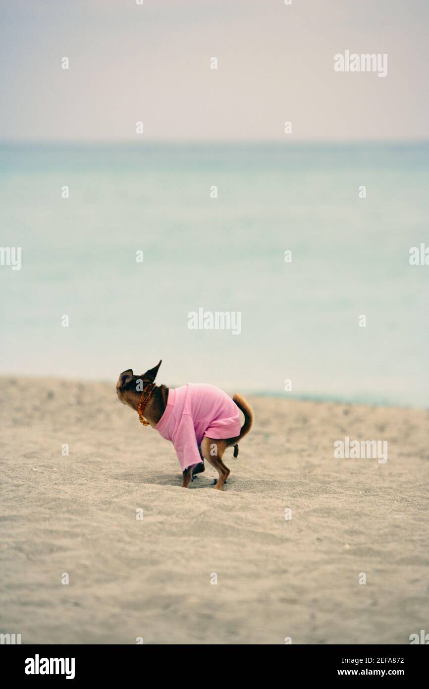 Dog defecating hi-res stock photography and images - Alamy
