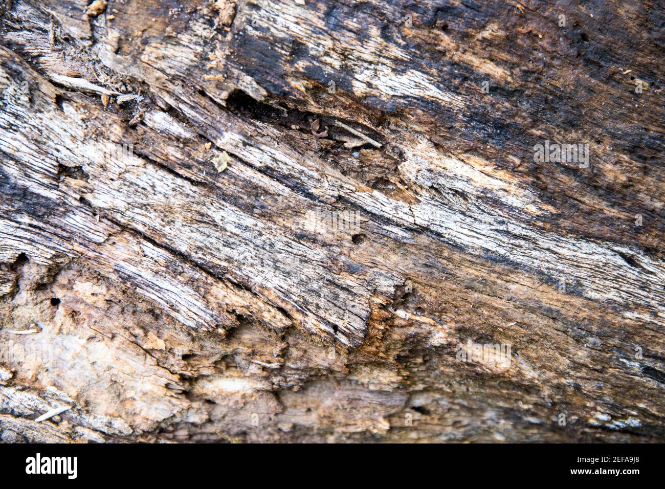 Warm old tree trunk texture, closeup photo. Weathered timber texture ...