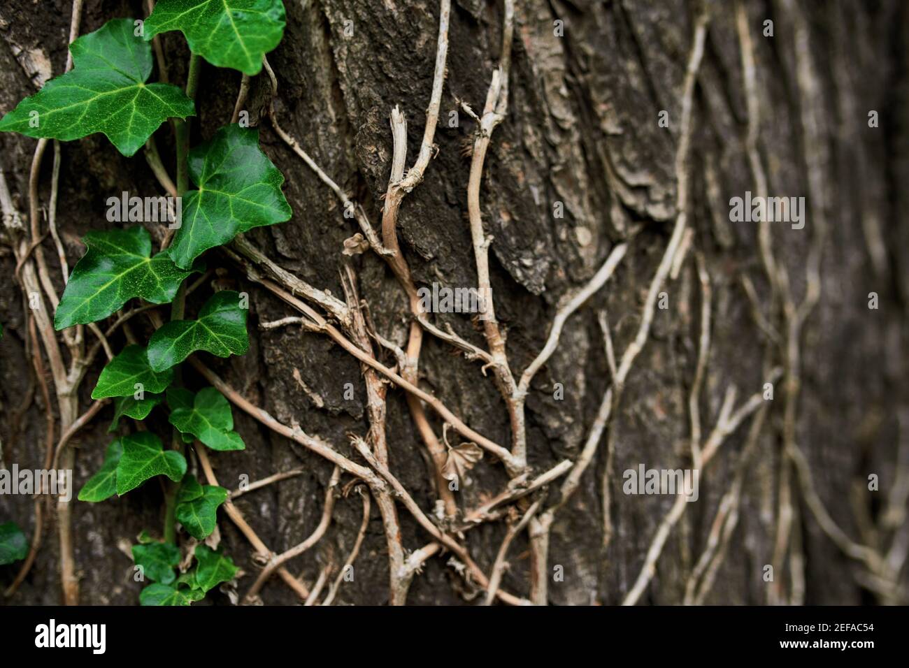 Beautiful natural texture of a climbing green ivy Stock Photo - Alamy