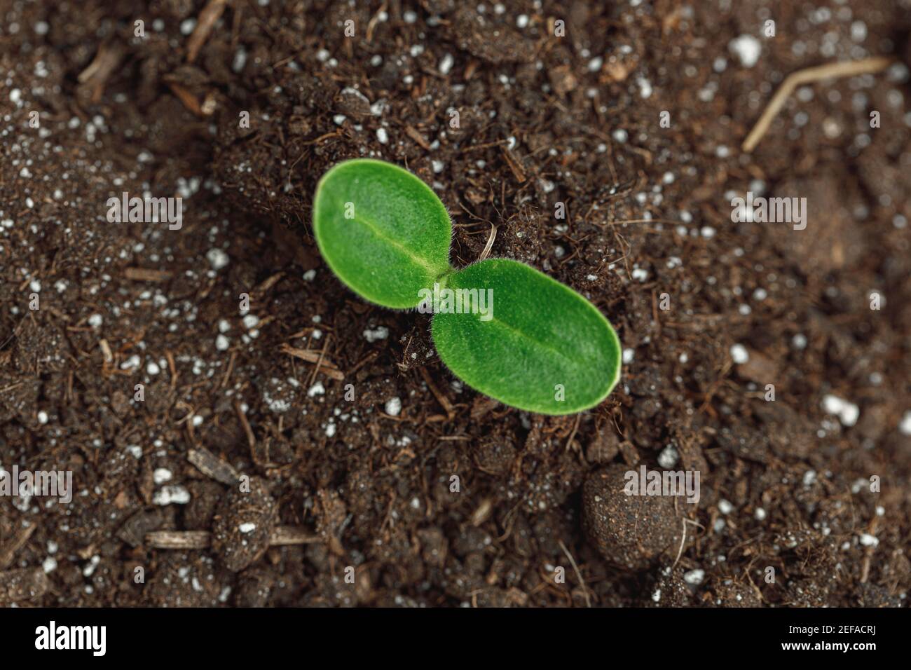 Small sprout of a growing plant in soil close up Stock Photo - Alamy