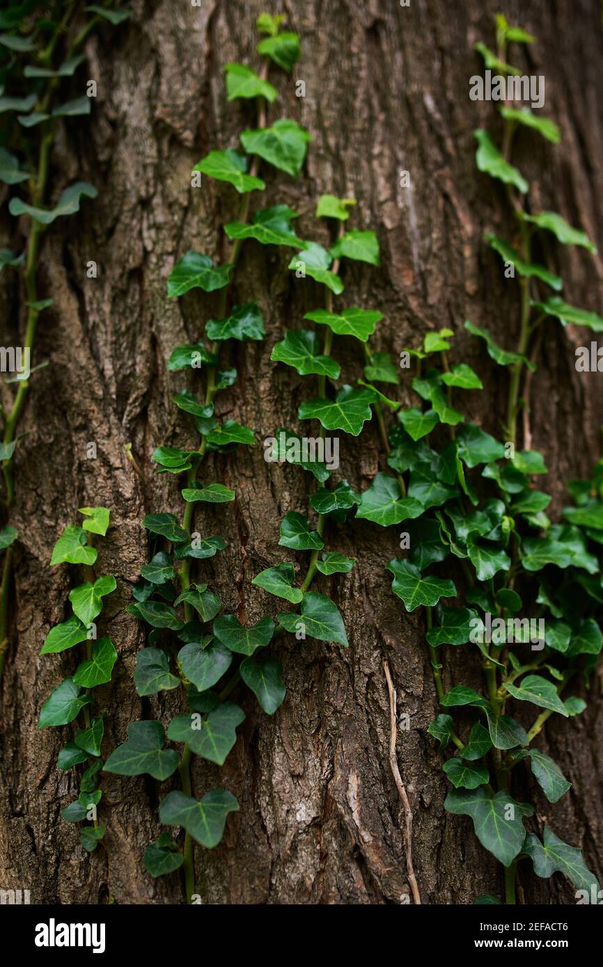 Beautiful natural texture of a climbing green ivy Stock Photo - Alamy