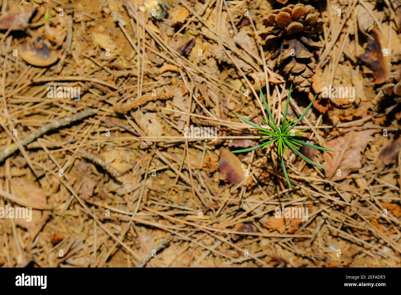 Black spruce sapling hi-res stock photography and images - Alamy