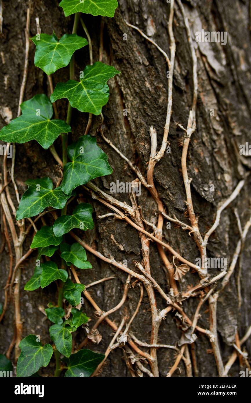 Beautiful natural texture of a climbing green ivy Stock Photo - Alamy