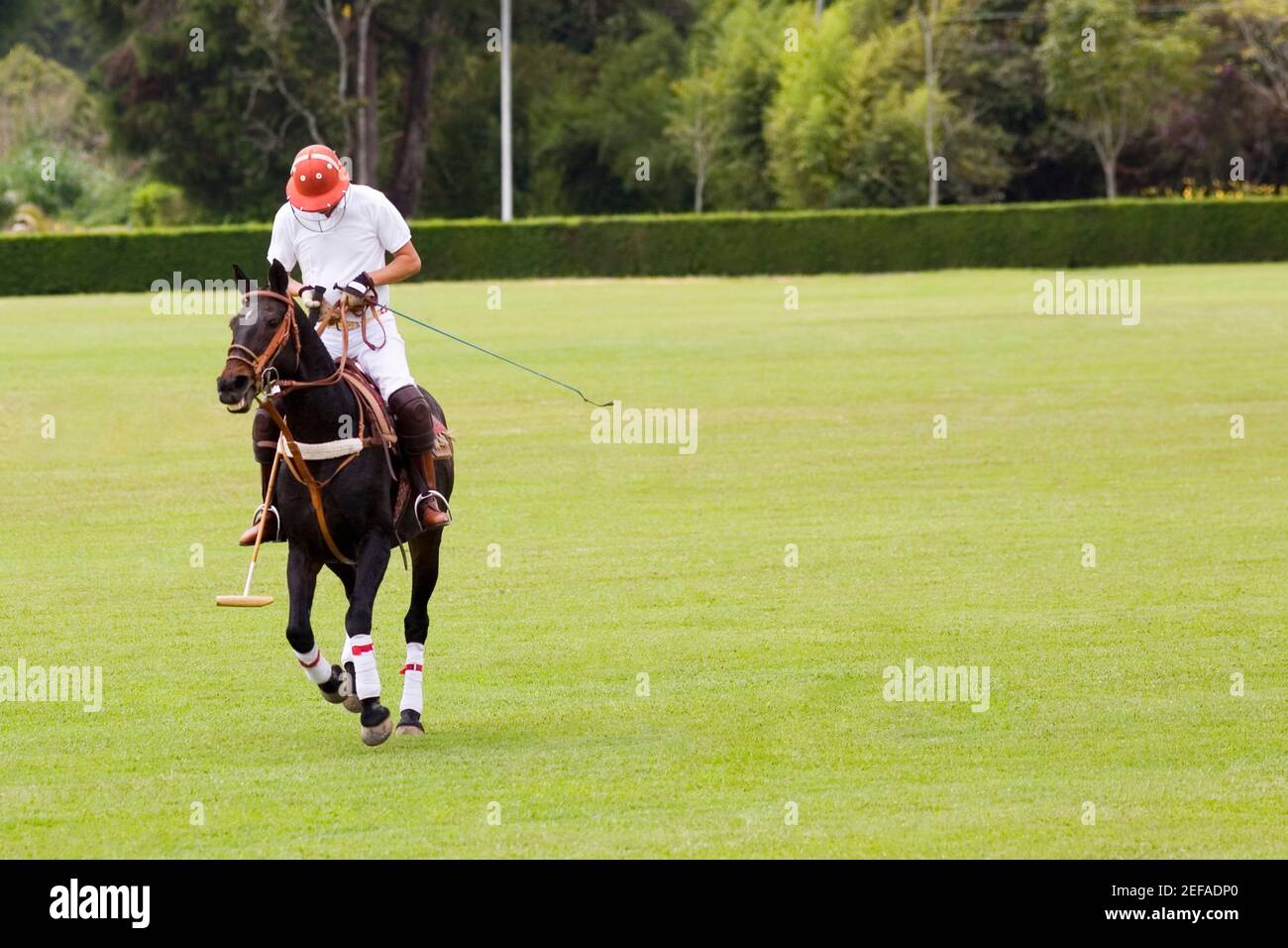 Polo bridle hi-res stock photography and images - Alamy