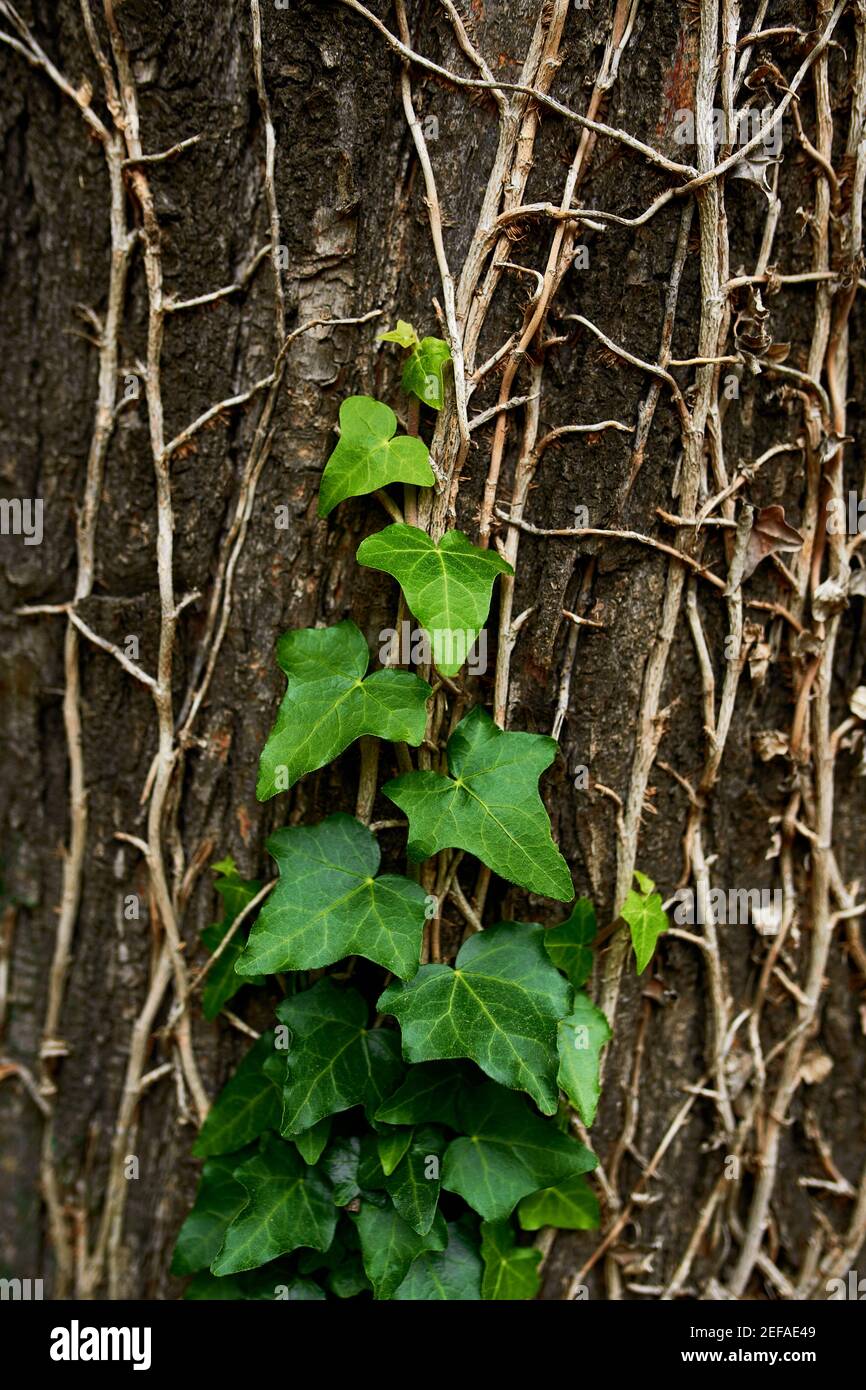 Beautiful natural texture of a climbing green ivy Stock Photo - Alamy