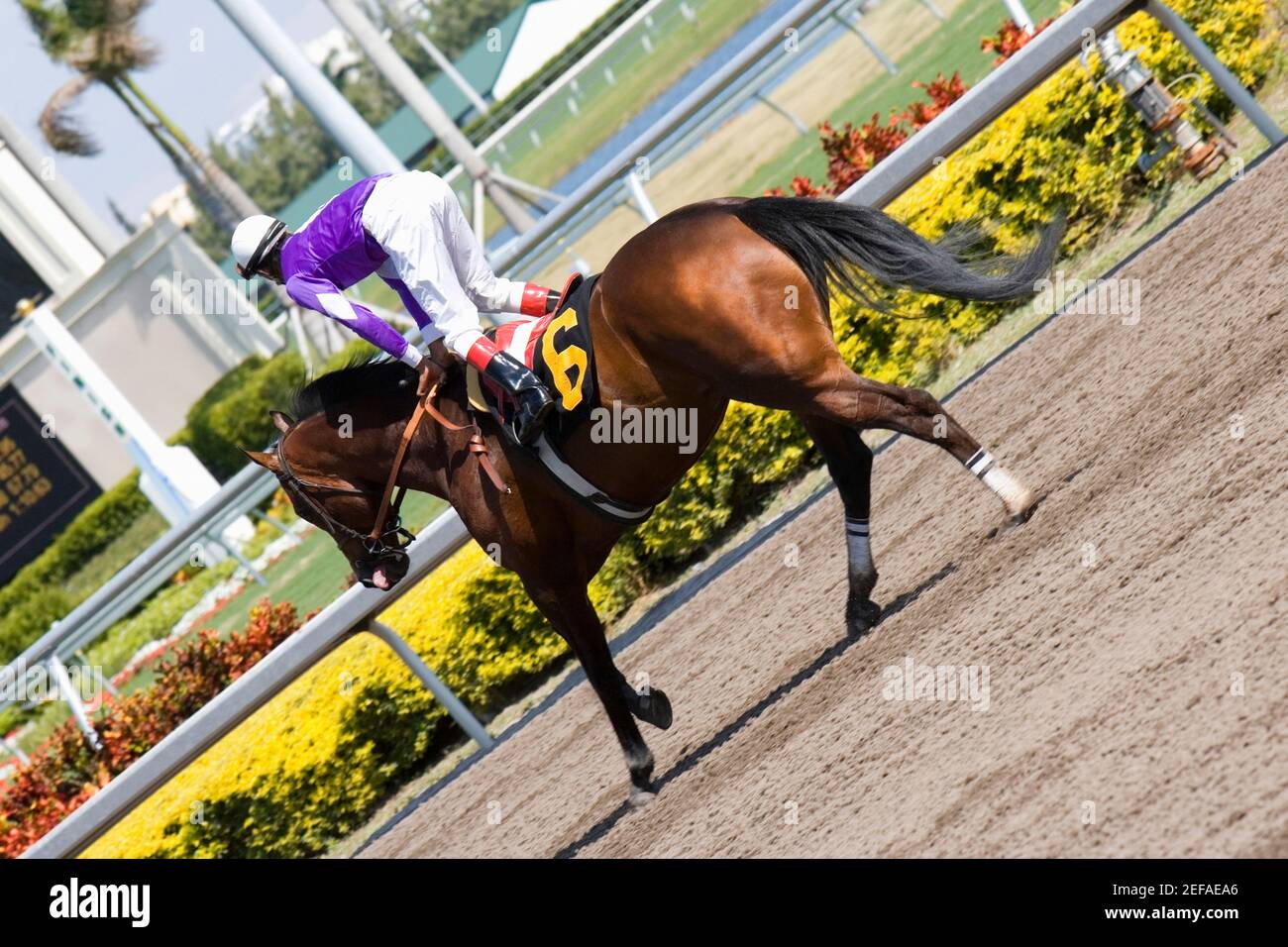 Jockey riding a horse in a horse race Stock Photo - Alamy