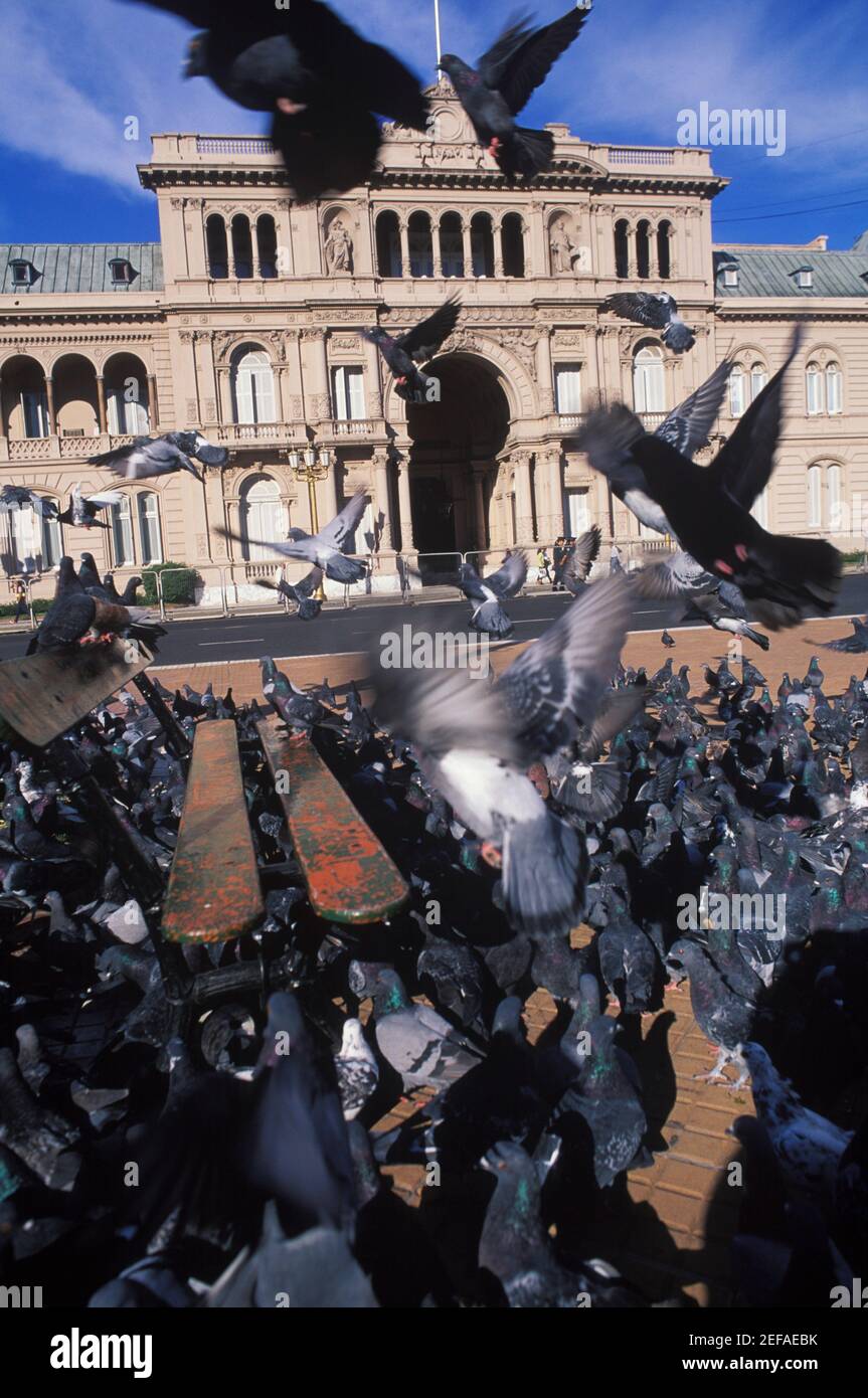 Column pigeon pigeons hi-res stock photography and images - Alamy