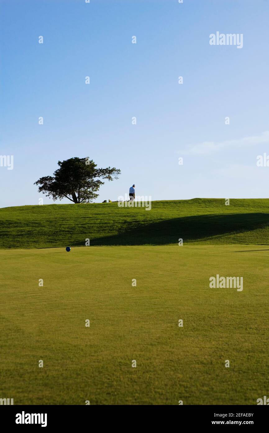 Trees in a golf course Stock Photo - Alamy
