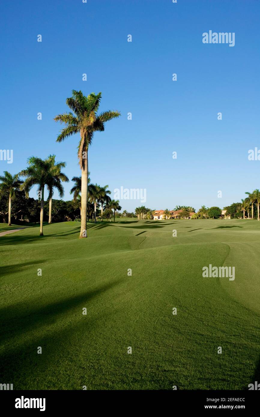 Palm trees in a golf course Stock Photo - Alamy