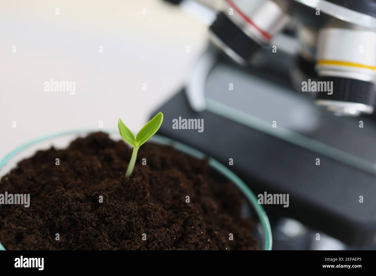 Small-stemmed earth in glass chemical flask stands next to microscope ...