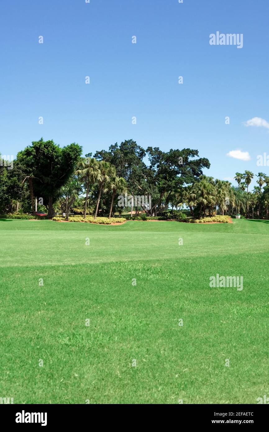 Trees in a golf course Stock Photo - Alamy