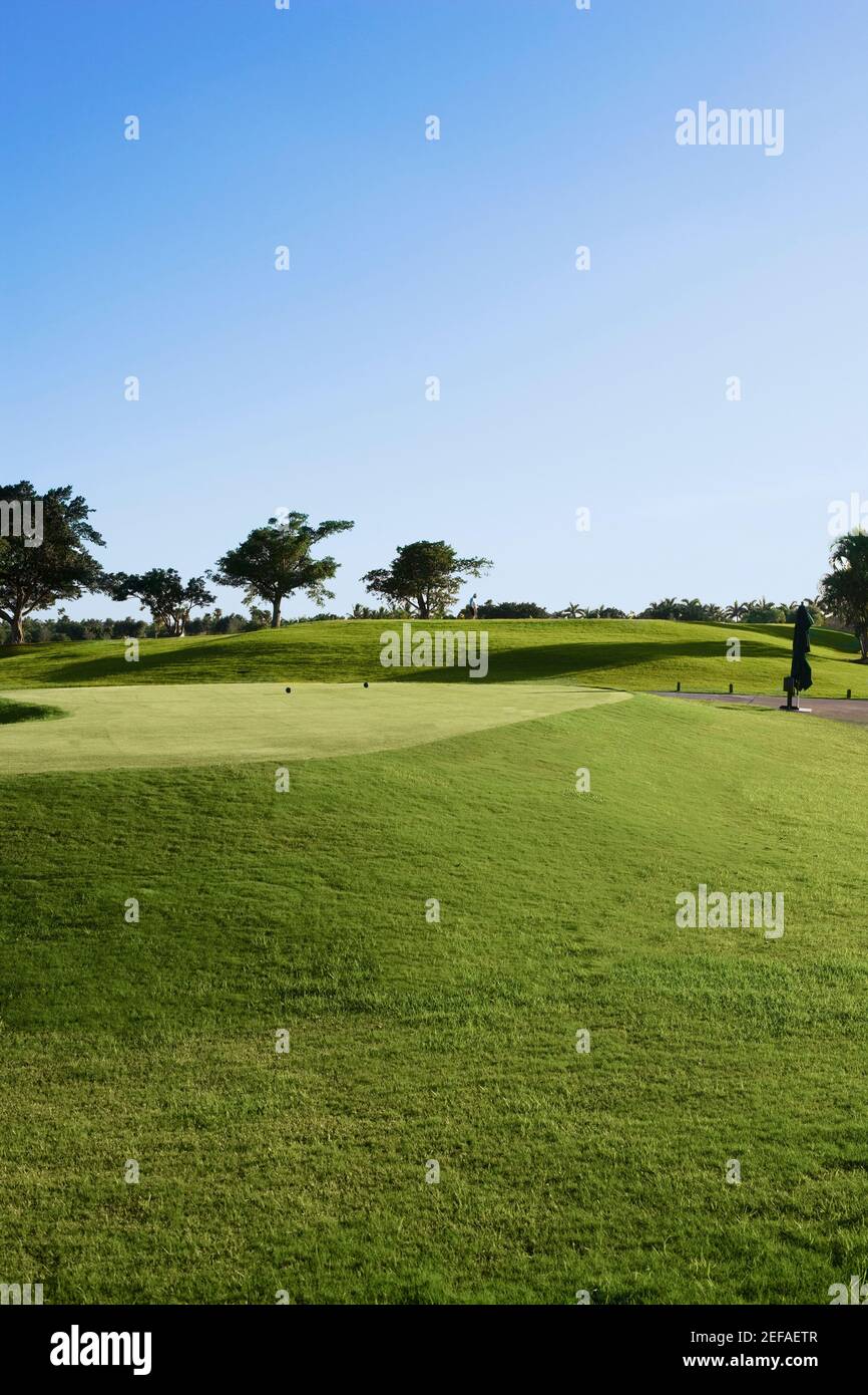 Trees in a golf course Stock Photo - Alamy