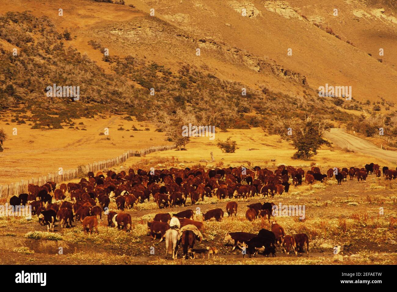 Herd of cows on a landscape Stock Photo - Alamy