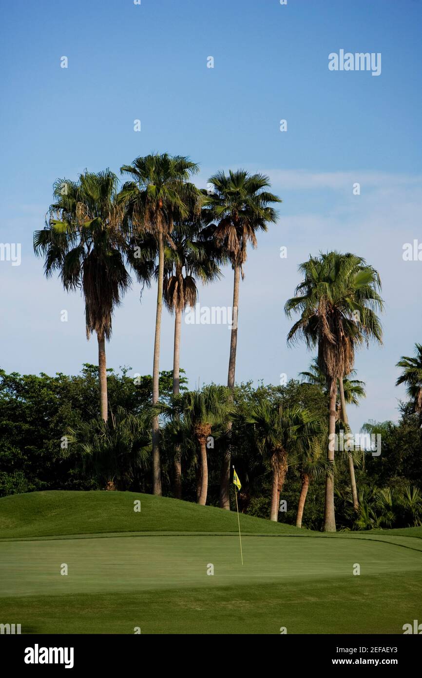 Palm trees in a golf course Stock Photo - Alamy