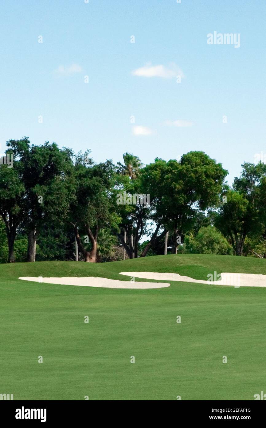 Trees in a golf course Stock Photo - Alamy