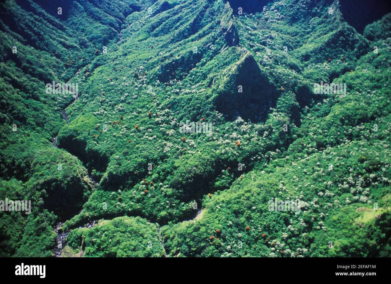 Lush green foliage dense vegetation hi-res stock photography and images ...