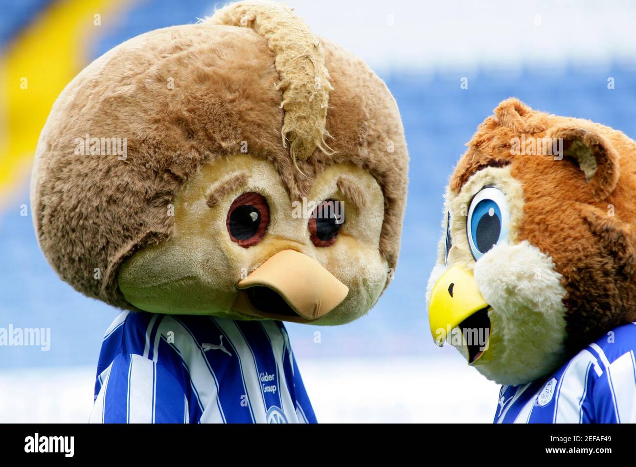 Sheffield wednesday mascot hi-res stock photography and images - Alamy