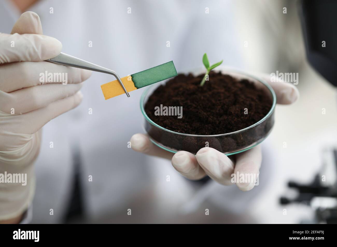Researcher holds small-stemmed glass flask with soil with Ph test strip ...