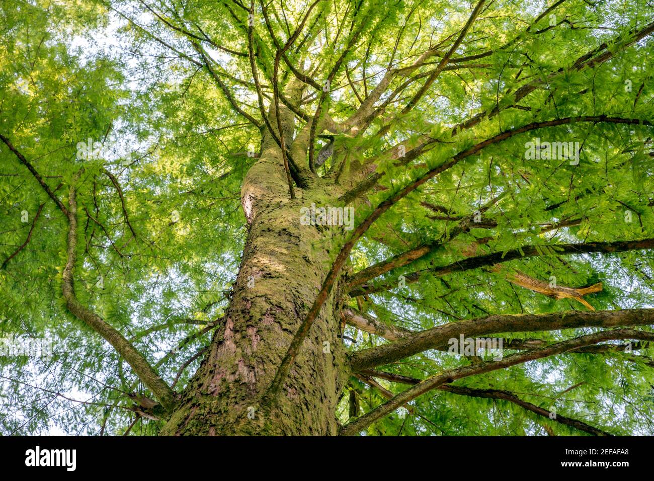 The big tree and big branch in Giorgia. İnfinity view Stock Photo - Alamy