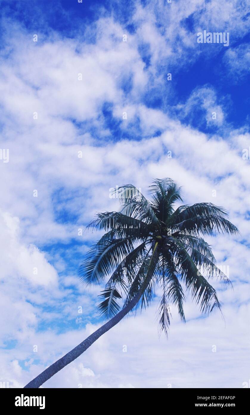 Coconut treetop view hi-res stock photography and images - Alamy
