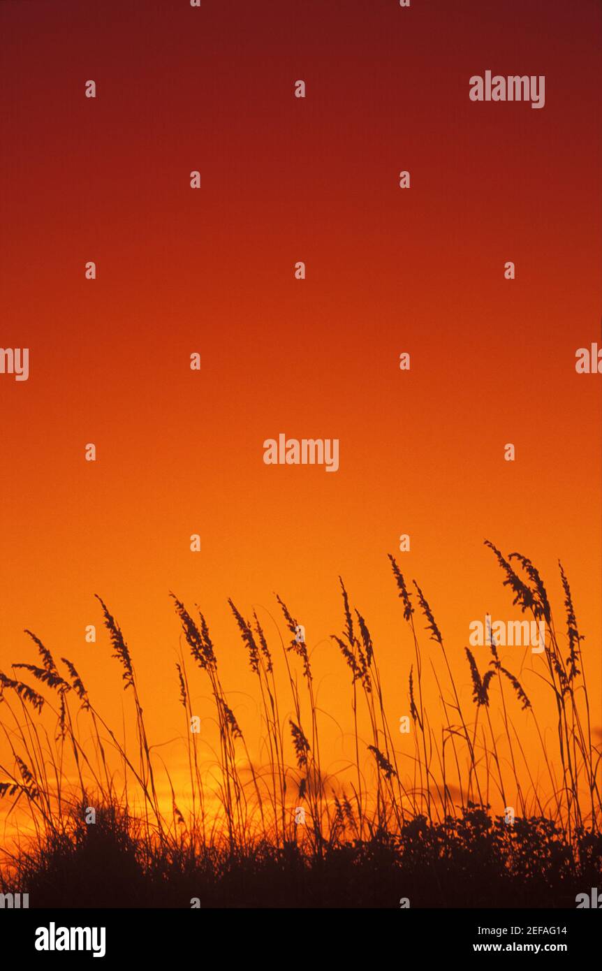 Growth landscape hi-res stock photography and images - Alamy