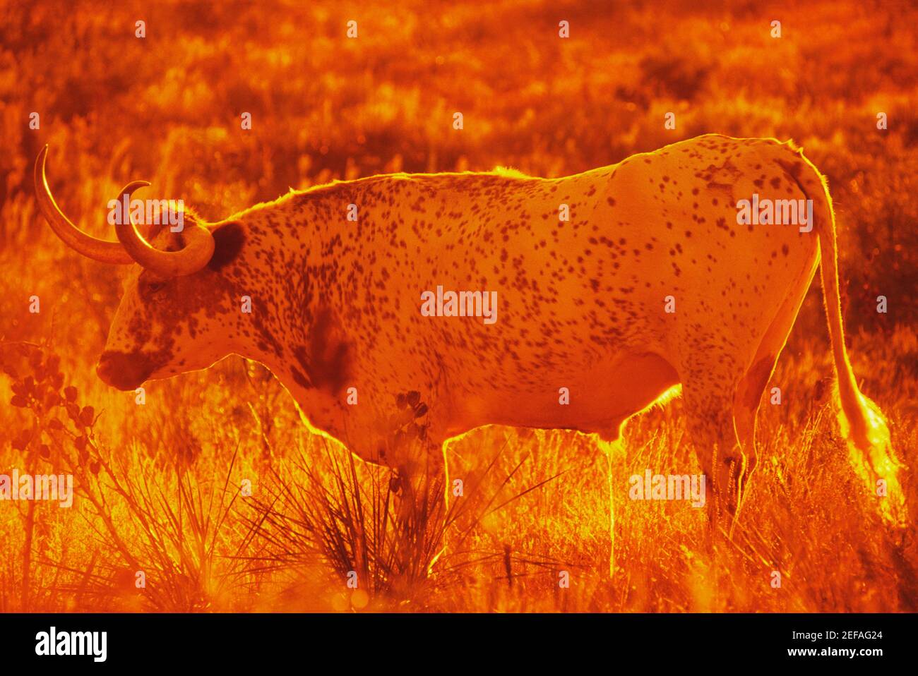 Longhorn image hi-res stock photography and images - Alamy