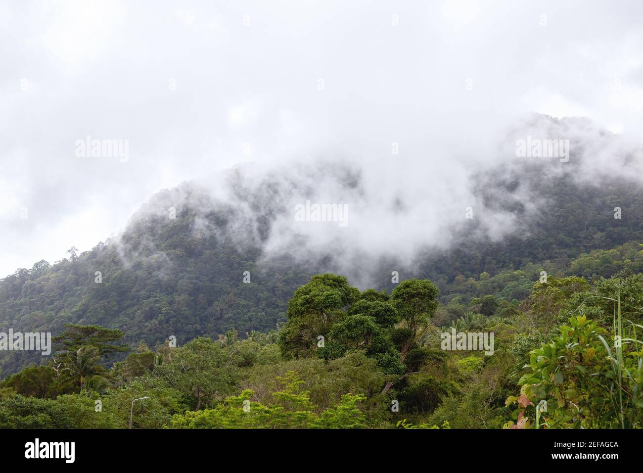 Cloudy mountain landscape with green forest. Focus on cloud. Rainy day ...