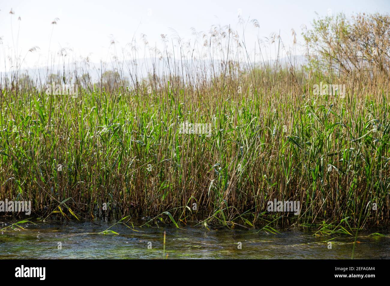 The reeds at the edge of the river in Turkey Stock Photo - Alamy