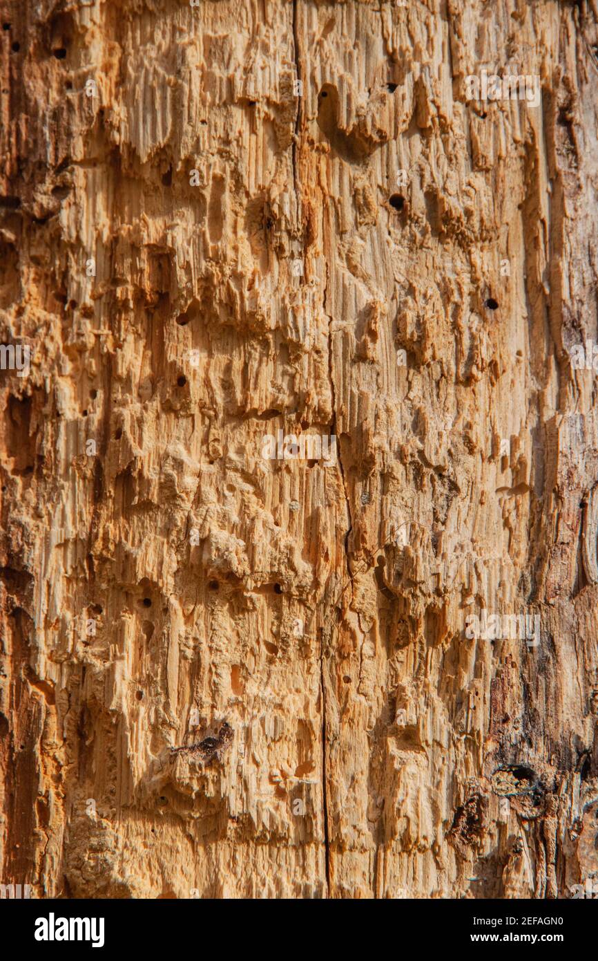 Dry textured tree trunk with holes from insects and birds. Background ...