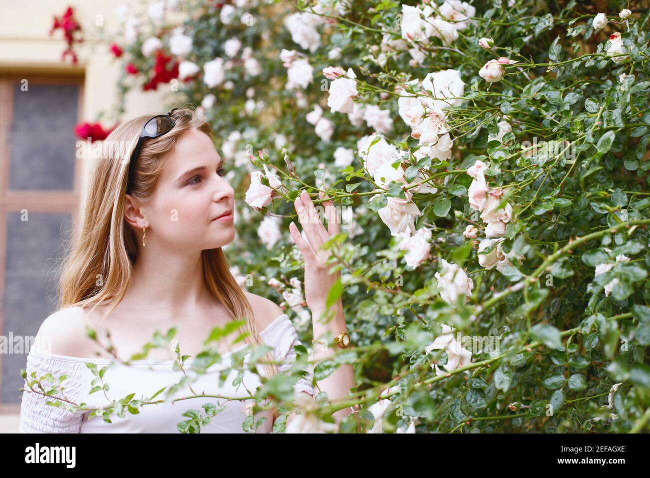 Young woman smelling a rose Stock Photo - Alamy