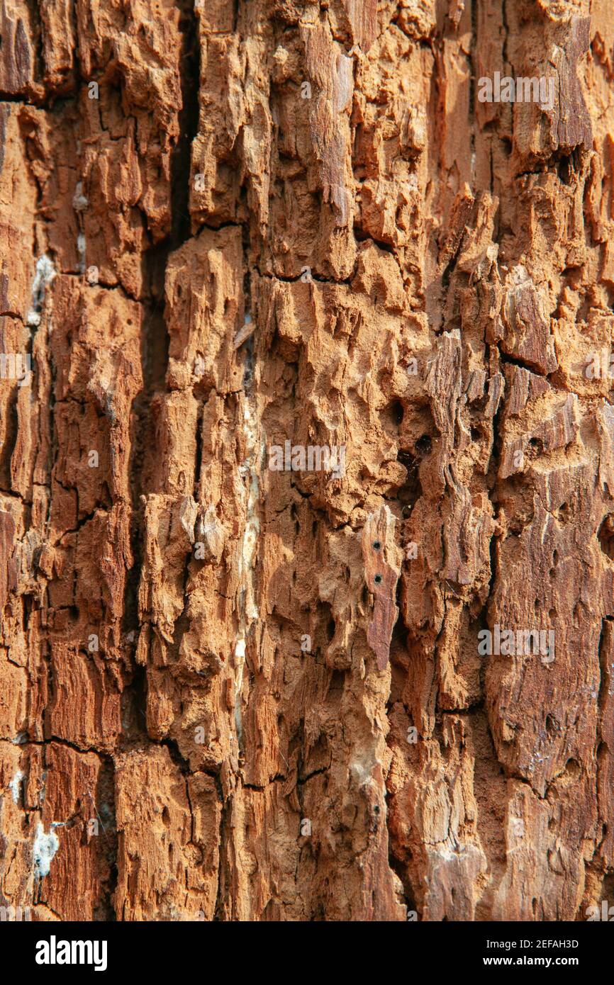 A dry tree trunk with holes from insects and woodpeckers. Background ...