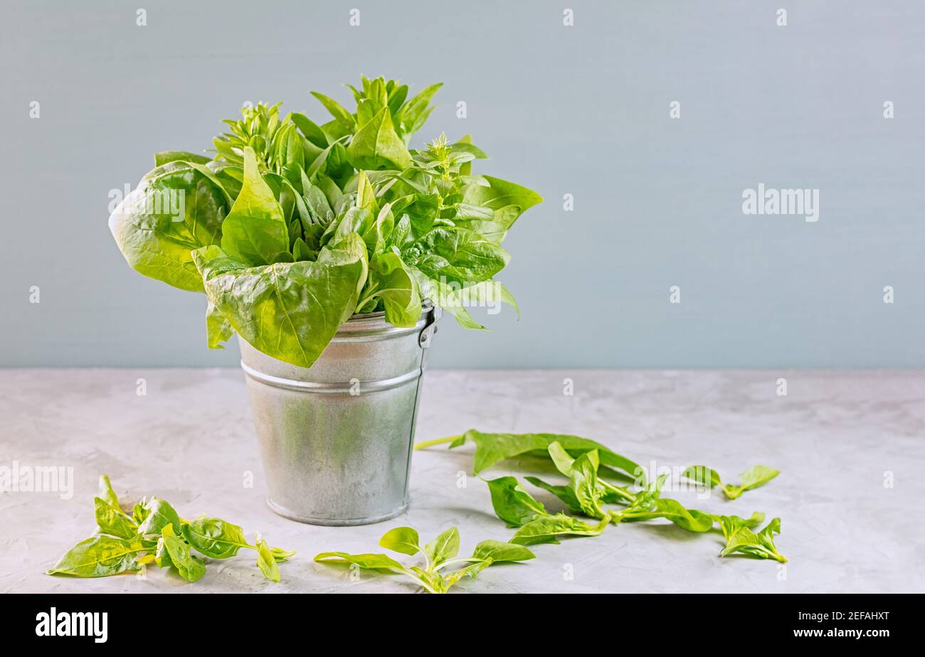 Green spinach leaves in a small metal bucket. Healthy vegan food ...