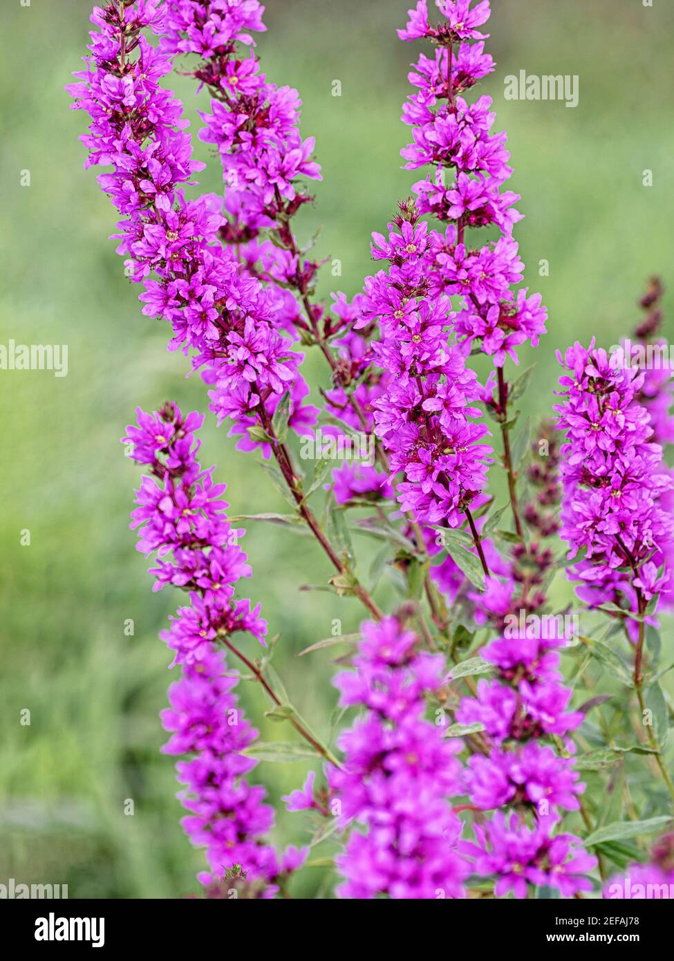Yellow flowers on tall stems hi-res stock photography and images - Alamy