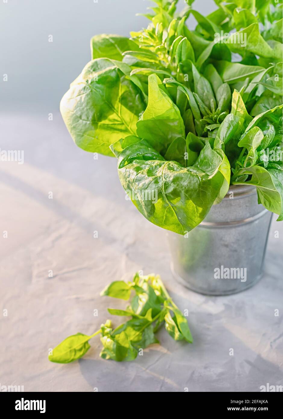Green spinach leaves in a small metal bucket. Healthy vegan food ...