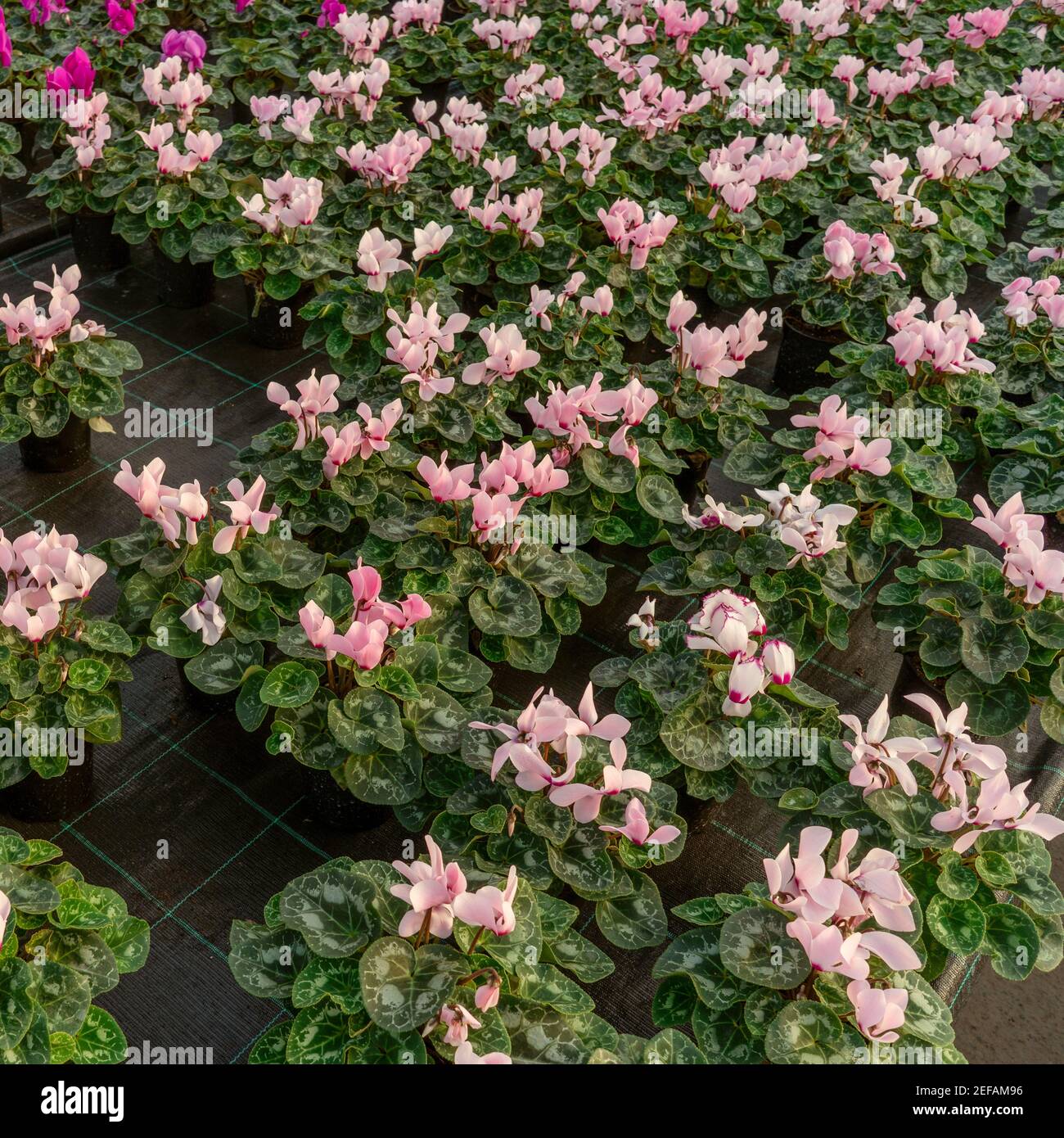 Lot of flowers cyclamen in a greenhouse in winter. Top view Stock Photo ...