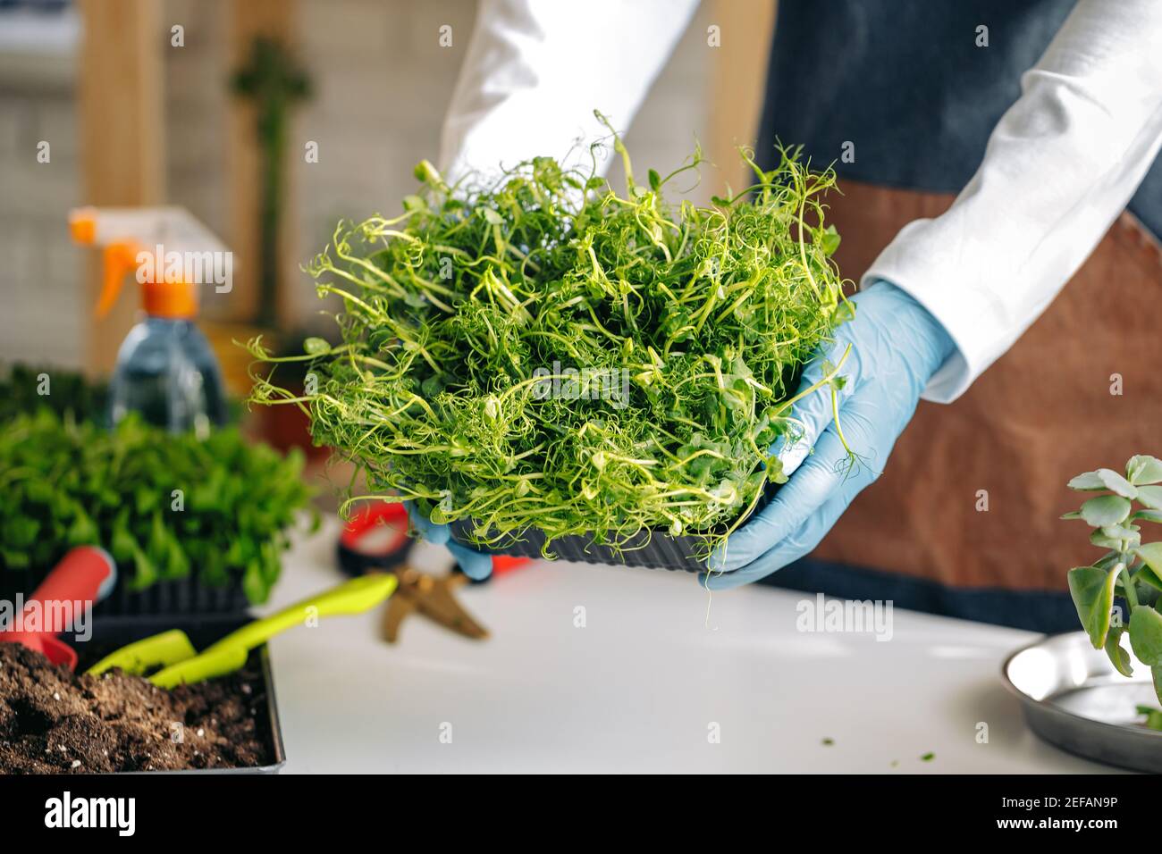 Microgreen sprouts healthy food growing for sale Stock Photo - Alamy