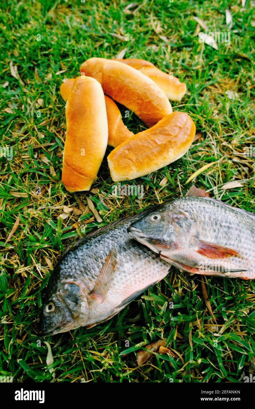 Close-up of bread and fish on the grass, Galilee, Israel Stock Photo ...